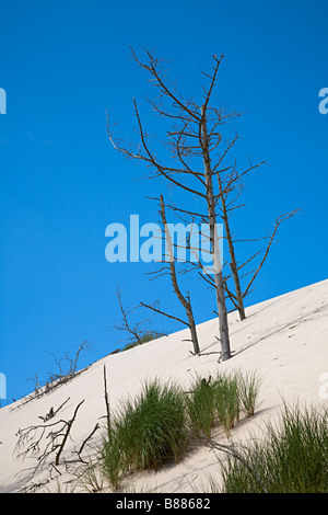 Lacka Gora dunes moving front pushing over and burying forest of trees ...