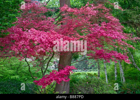 Japanese maple (Acer palmatum 'Shojo', Acer palmatum Shojo), cultivar ...