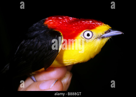 Wire-tailed Manakin (Pipra filicaudata Stock Photo - Alamy