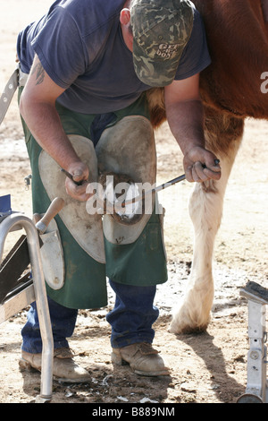 Horse farrier at work - trims and shapes a horse's hooves using ...
