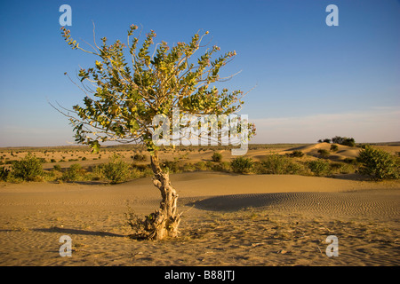 India Rajasthan Thar Desert desert vegetation scenery Stock Photo - Alamy