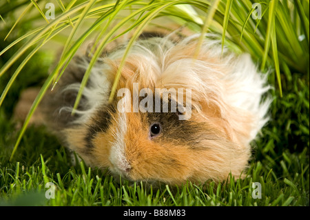 Lunkarya guinea pig on meadow Stock Photo - Alamy