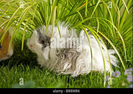 Lunkarya Guinea pig on a meadow Stock Photo - Alamy