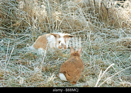 Dwarf rabbit (Netherland Dwarf), Lion-Headed Mini Lop and Flemish Giant ...