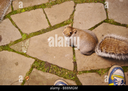 Lots of squirrels Stock Photo - Alamy