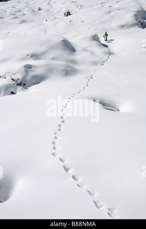 Eurasian lynx (Lynx lynx) tracks in the snow. Bieszczady Mountains ...