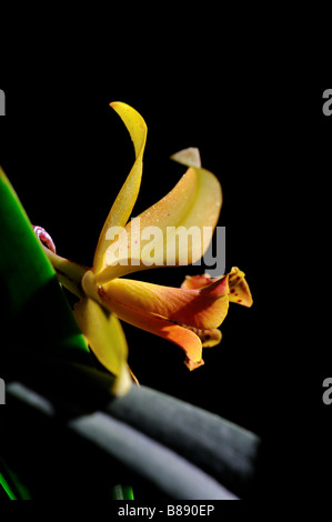 Orchid flower - Blc. Golden Tang Stock Photo - Alamy