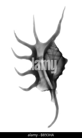 xray of sea shell Stock Photo - Alamy