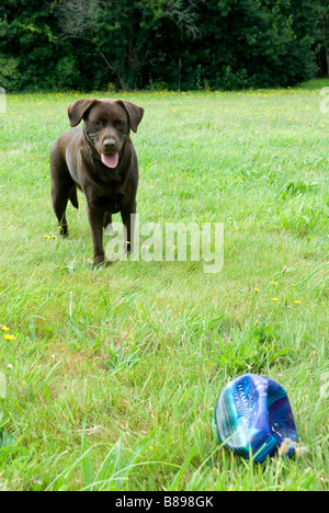 DOG WITH DEFLATED BALL Stock Photo - Alamy