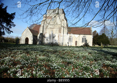 Snowdrops growing in a churchyard in Damerham Hampshire Stock Photo - Alamy