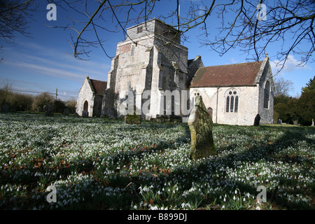 Snowdrops growing in a churchyard in Damerham Hampshire Stock Photo - Alamy