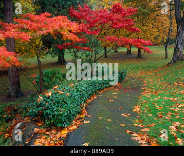 Seattle, WA Quiet path in Magnolia Park framed with vine maples in fall ...