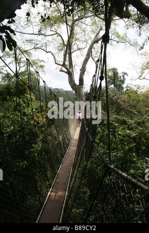 canopy walk kakum national park ghana Stock Photo - Alamy