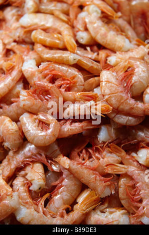Prawns - Venice Rialto Fish Market Stock Photo - Alamy