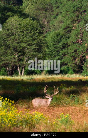Mule deer buck in Yosemite Valley, California, Yosemite National Park ...