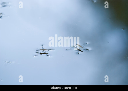 Water strider Gerris paludum on water surface Stock Photo - Alamy