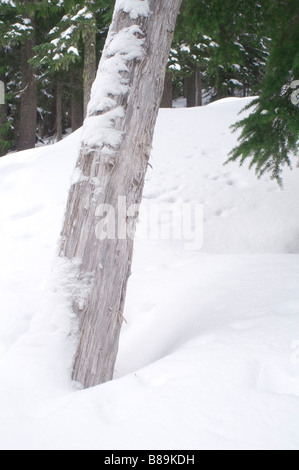 A nearly fallen tree covered in snow mid forest Stock Photo - Alamy