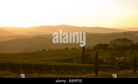 rows of grapevines trailing into the distance Stock Photo - Alamy