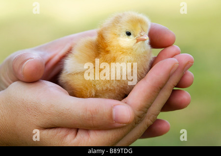 Photo of an adorable chick protected by hands Stock Photo - Alamy