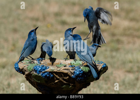Pinon Jays Gymnorhinus cyanocephalus San Luis Valley Colorado Fall ...
