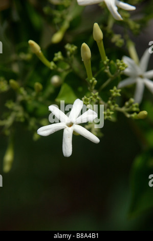 Flower ; Jaai ; Jui ; Jasmine ; white flower on creeper Stock Photo - Alamy