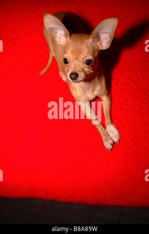 chiwawa chihuahua dog at home Stock Photo - Alamy