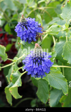 PYCNOSTACHYS URTICIFOLIA AT RHS WISLEY GARDEN UK Stock Photo - Alamy