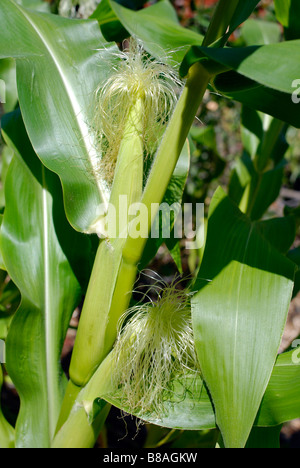 Maize (sweetcorn) food abstract Stock Photo - Alamy