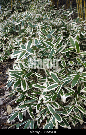 Garden, Bamboo, Sasa veitchii, Variegated leaves, Evergreen, Sasa ...