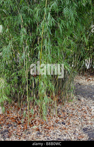 YUSHANIA ANCEPS AT RHS WISLEY GARDEN UK Stock Photo - Alamy