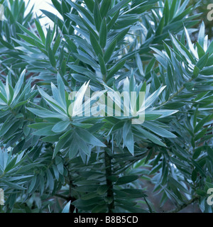 Silver tree Leucadendron argenteum in Kirstenbosch National Botanical ...