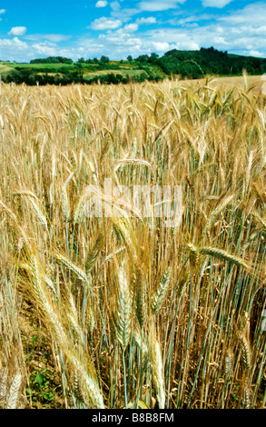 WHEAT FIELD ARIEGE FRANCE Stock Photo - Alamy