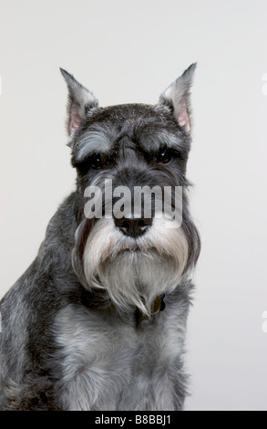 Standard Schnauzer close-up portrait headshot in profile view Stock ...