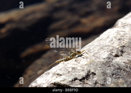 efemerottero effimera immagine insetti ephemeroptera imago insect ...