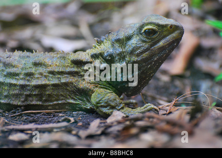 The Tuatara - native New Zealand Lizard Stock Photo - Alamy