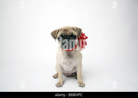 Pug Puppy Red Bow around its Neck Stock Photo - Alamy