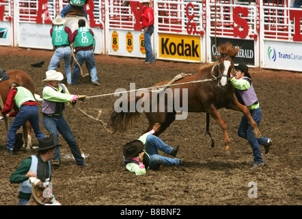 The Wild Horse Race, Calgary Stampede, Calgary, Alberta Stock Photo - Alamy