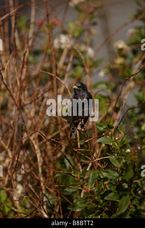 Irish Garden Starling Stock Photo - Alamy