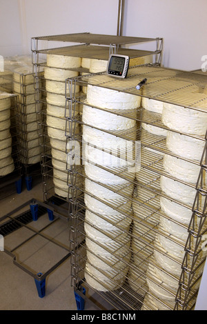 Racks of soft cheese setting curing in a cold room walk in chiller ...