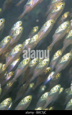 Glassfish and ocean in the Red Sea Stock Photo - Alamy