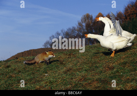 A red fox is hunting geese Stock Photo - Alamy