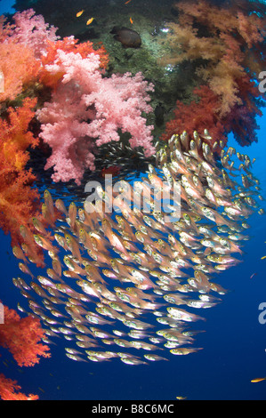 Schooling glass fish, Nuweiba, Sinai, Egypt, Red Sea, Indian Ocean ...