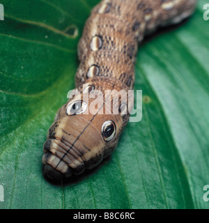 Moth Snake Mimic Larva larvae of the Falcon Sphinx Moth, Xylophanes ...