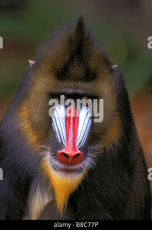 Close-up of a male mandrill Stock Photo - Alamy