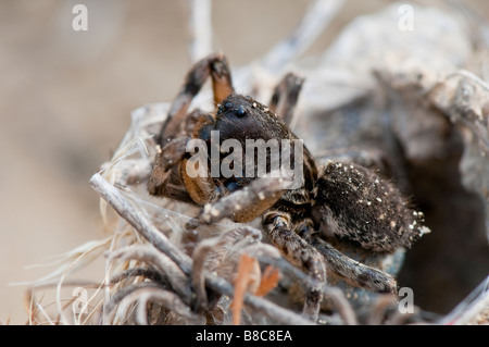 Südrussische Tarantel (Lycosa singoriensis Stock Photo - Alamy