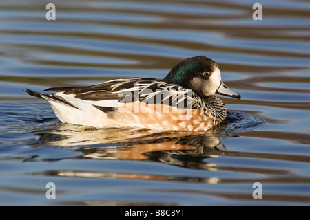 The American Wigeon is a species of duck native to North America ...