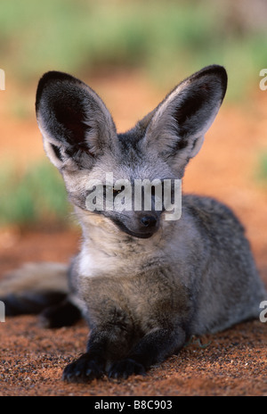 bat eared fox in the African bush Maasai Mara Kenya Stock Photo - Alamy