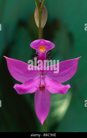 Grass Pink Orchid Calopogon Florida USA Stock Photo - Alamy