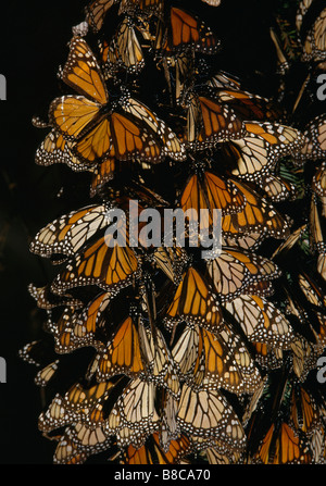 Monarch butterfly (Danaus plexippus) hibernating, Mariposa Monarca ...