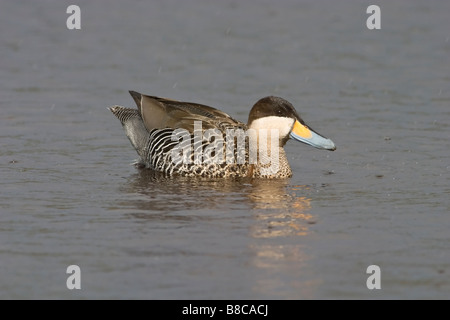 Silver teal (spatula versicolor) swimming in a lagoon of Buenos Aires ...